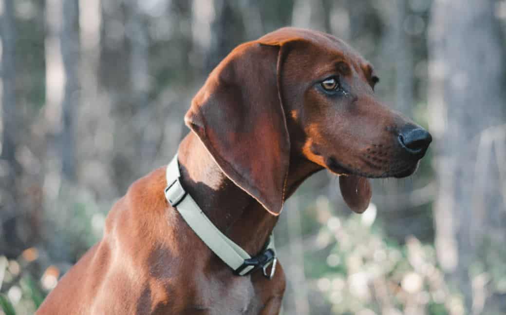 Coon Hunting Dogs - FOR DOGS REVIEWS