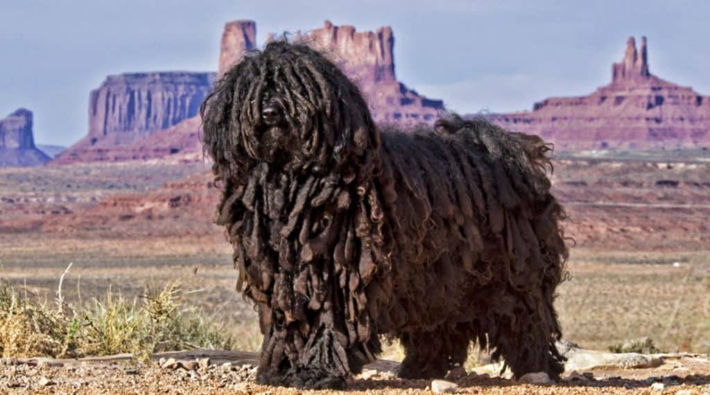 18 Weird Dog Breeds - For Dogs Blog